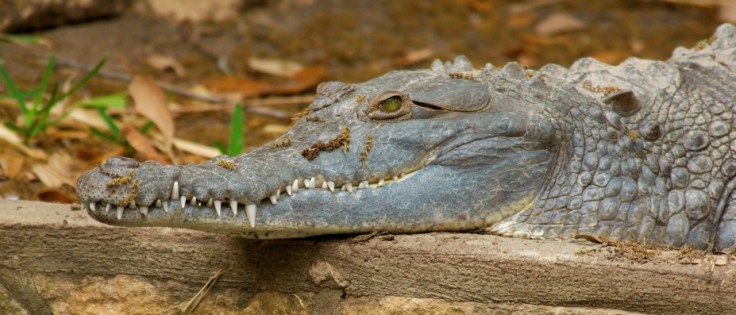 How to cuddle an alligator – ERIC DORFMAN