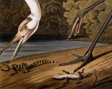 How to cuddle an alligator – ERIC DORFMAN