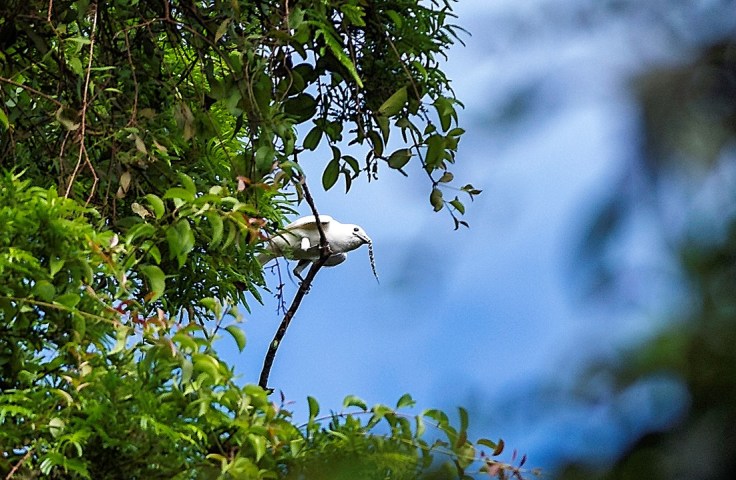 The White Bellbird: Nature’s Loudest Performer – ERIC DORFMAN