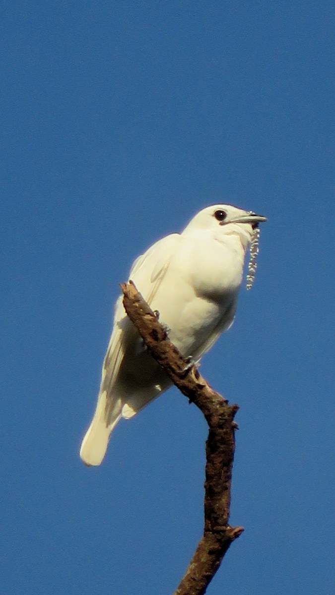 The White Bellbird: Nature’s Loudest Performer – ERIC DORFMAN